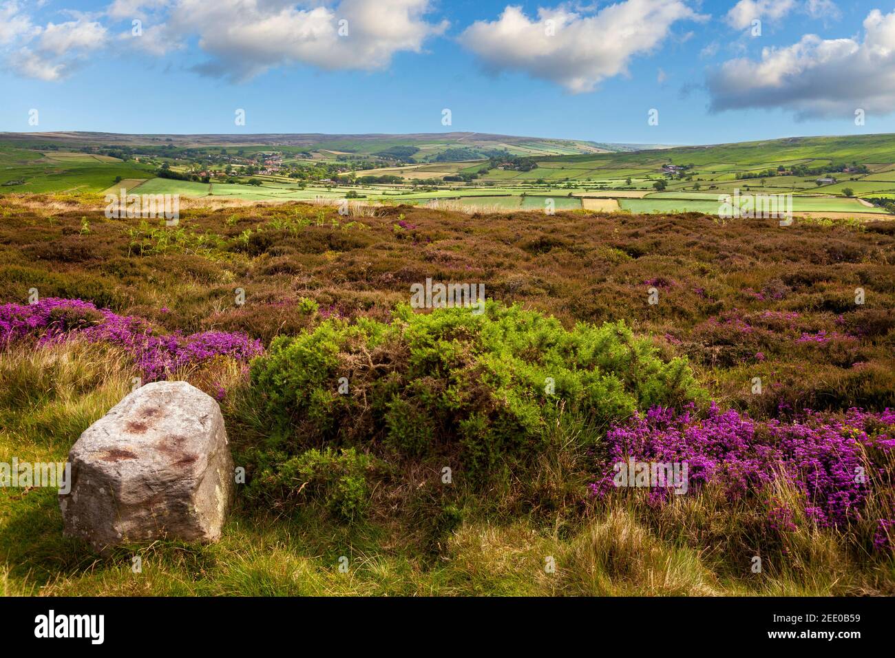 Flowering Heather and Gorse on the North York Moors, Yorkshire, England ...