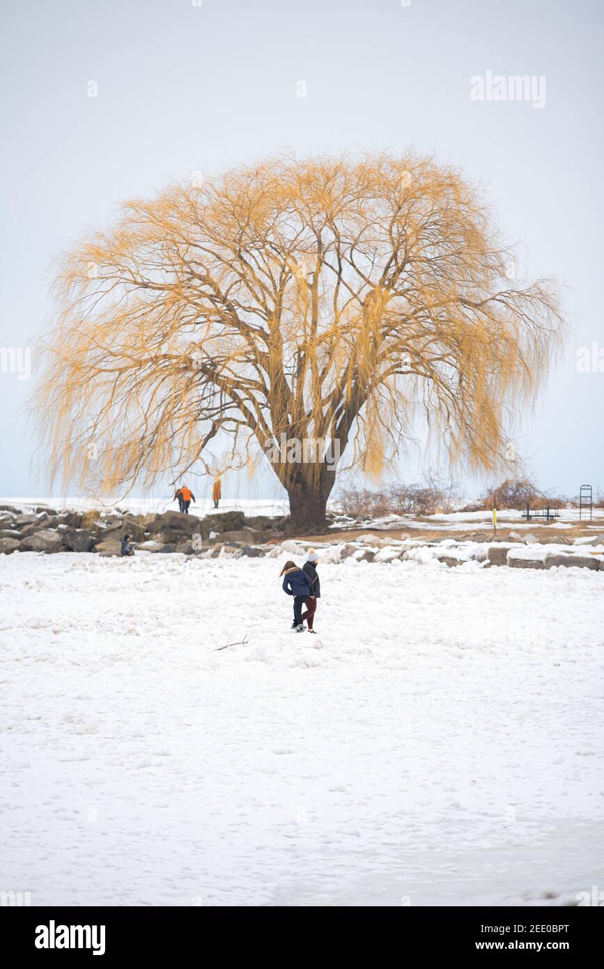 Edgewater park willow tree in cleveland ohio Stock Photo - Alamy