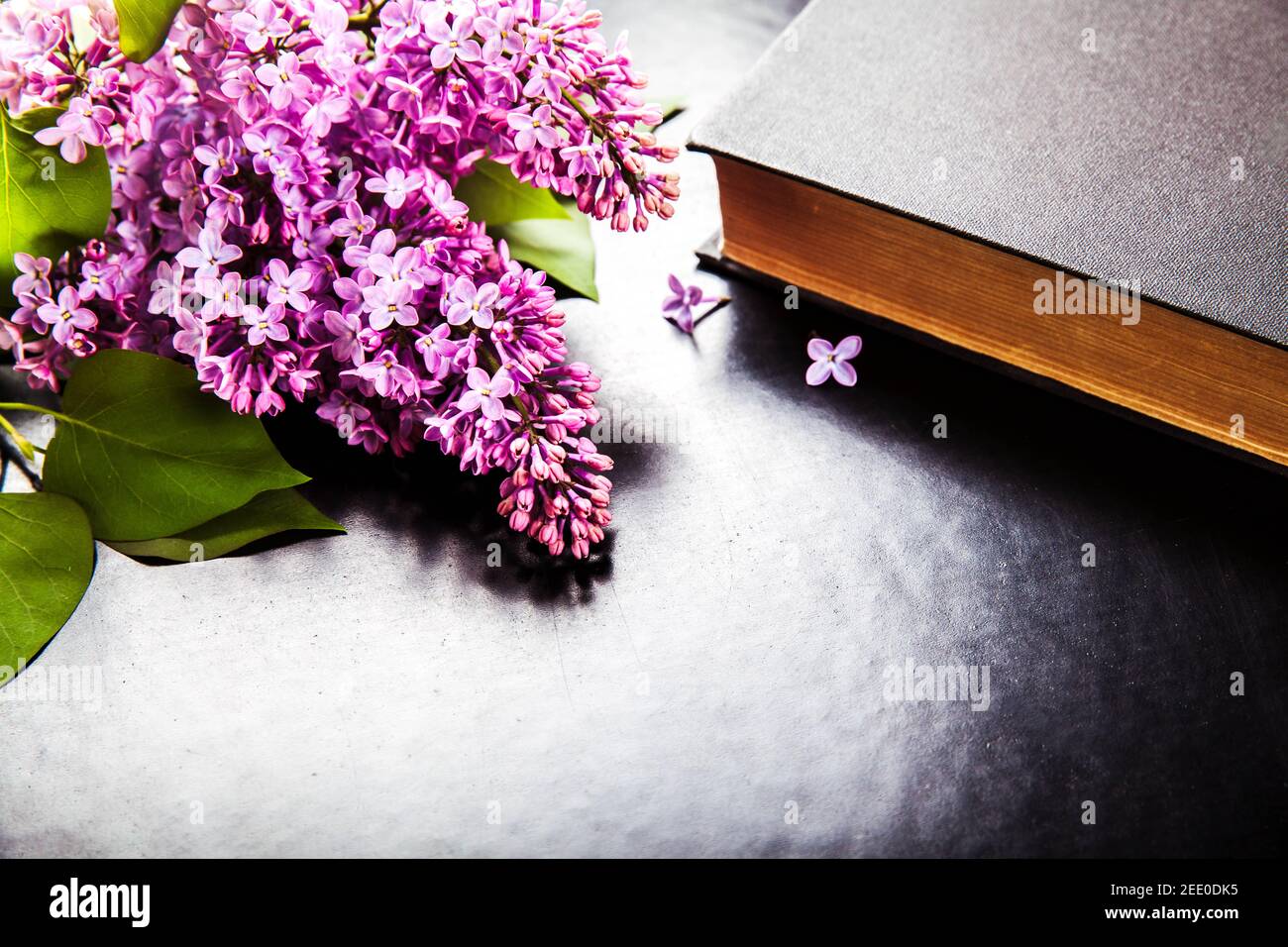 The beautiful lilac with an old book on black background and Stock ...