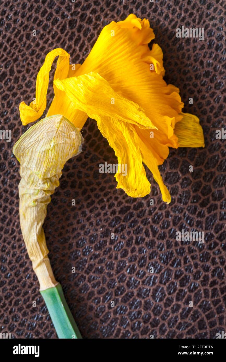 dying daffodil past its best but showing beauty of nature on leather ...