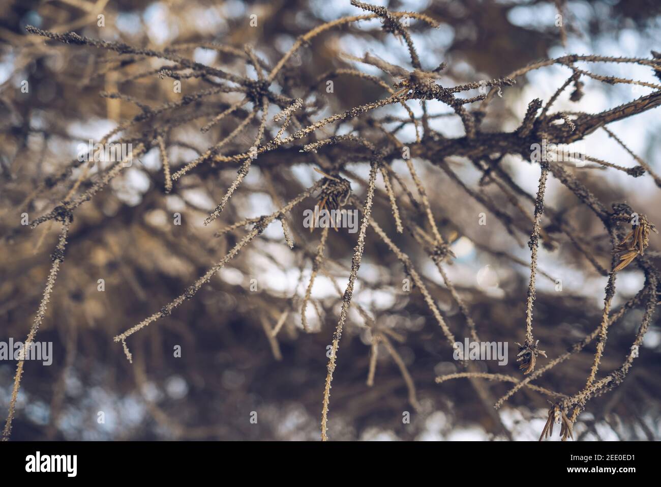 Withered branches of winter hi-res stock photography and images - Alamy