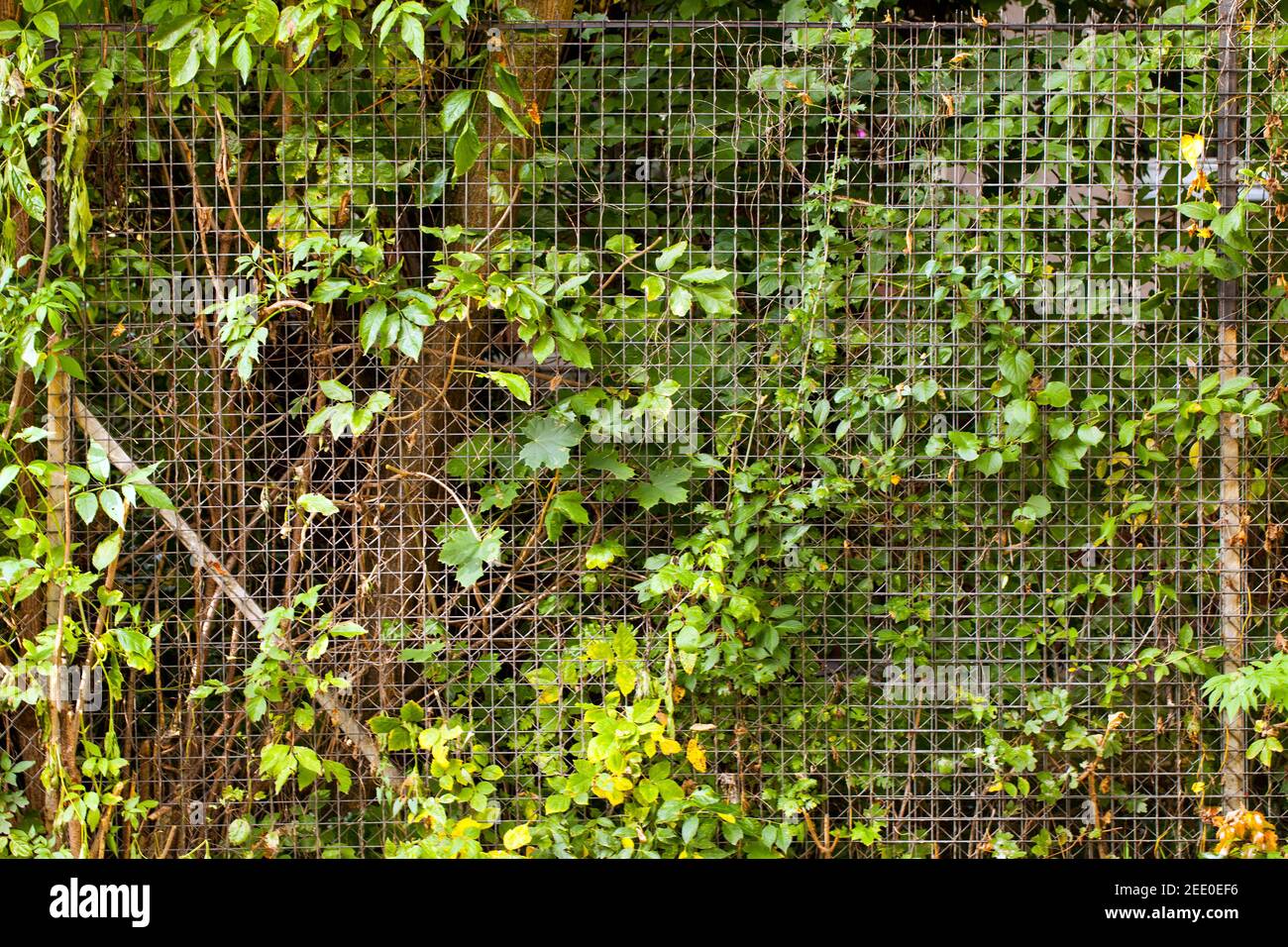 Abstract Architecture Design of Iron Fences Photo Stock Photo - Alamy