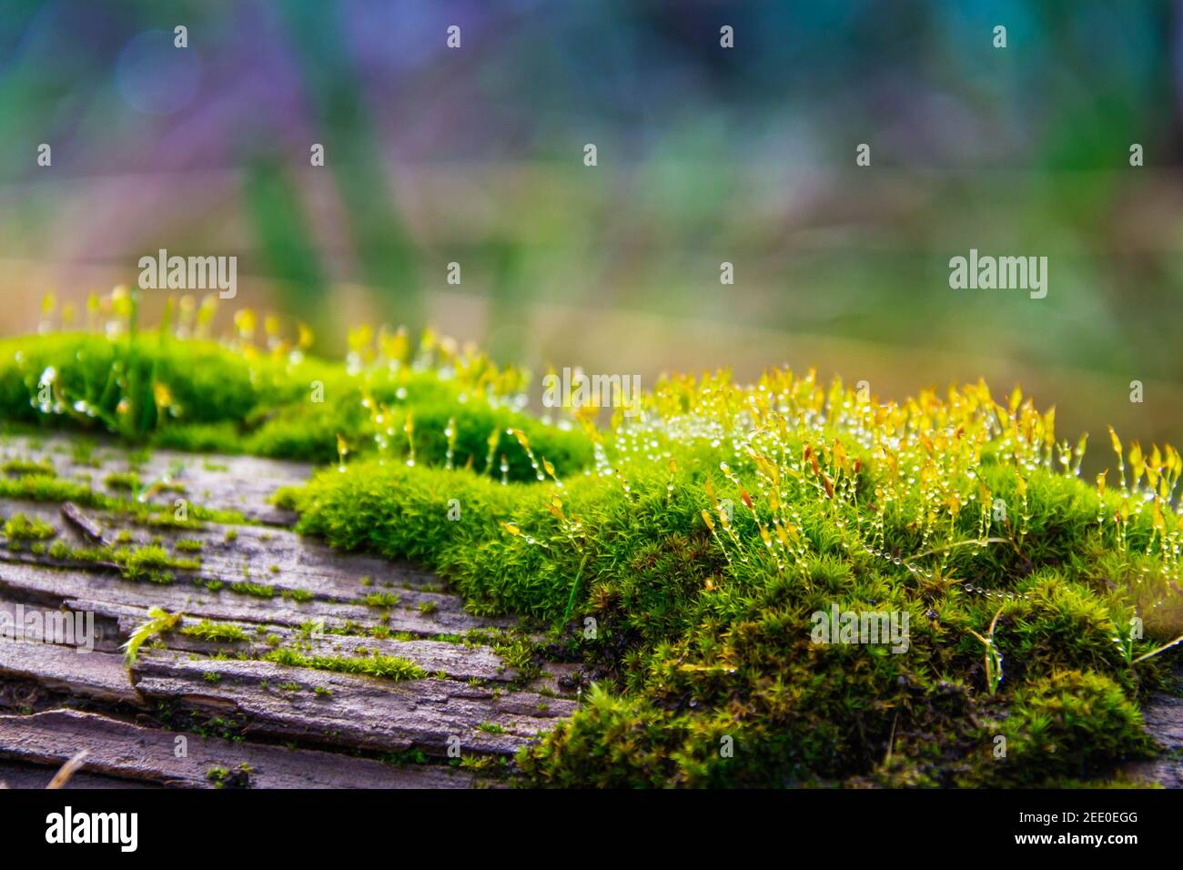 Water droplets on moss hi-res stock photography and images - Alamy