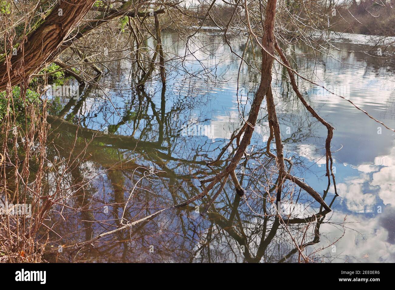 Tree reflections in water Stock Photo - Alamy