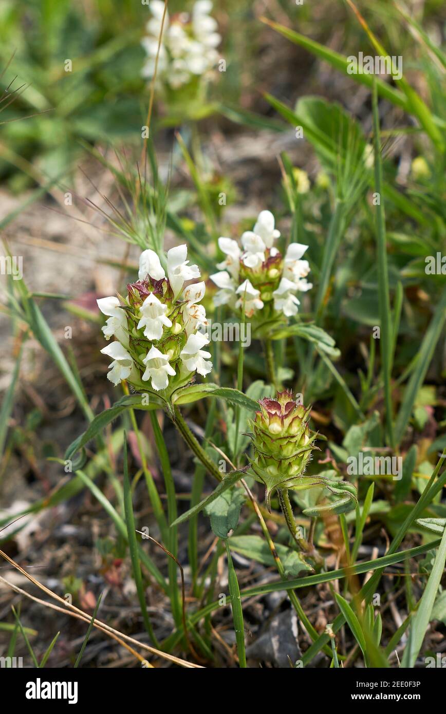 Prunella vulgaris var laciniata hi-res stock photography and images - Alamy