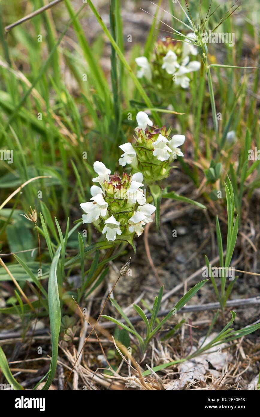 Prunella laciniata white inflorescence Stock Photo - Alamy