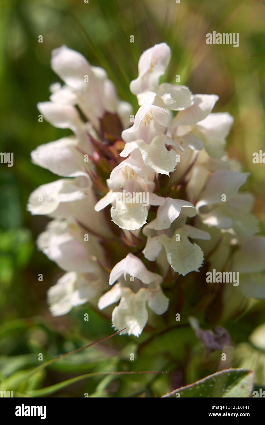 Prunella vulgaris var laciniata hi-res stock photography and images - Alamy