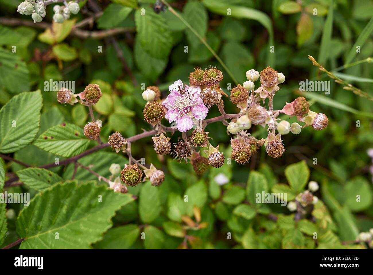 Rubus ulmifolius hi-res stock photography and images - Alamy