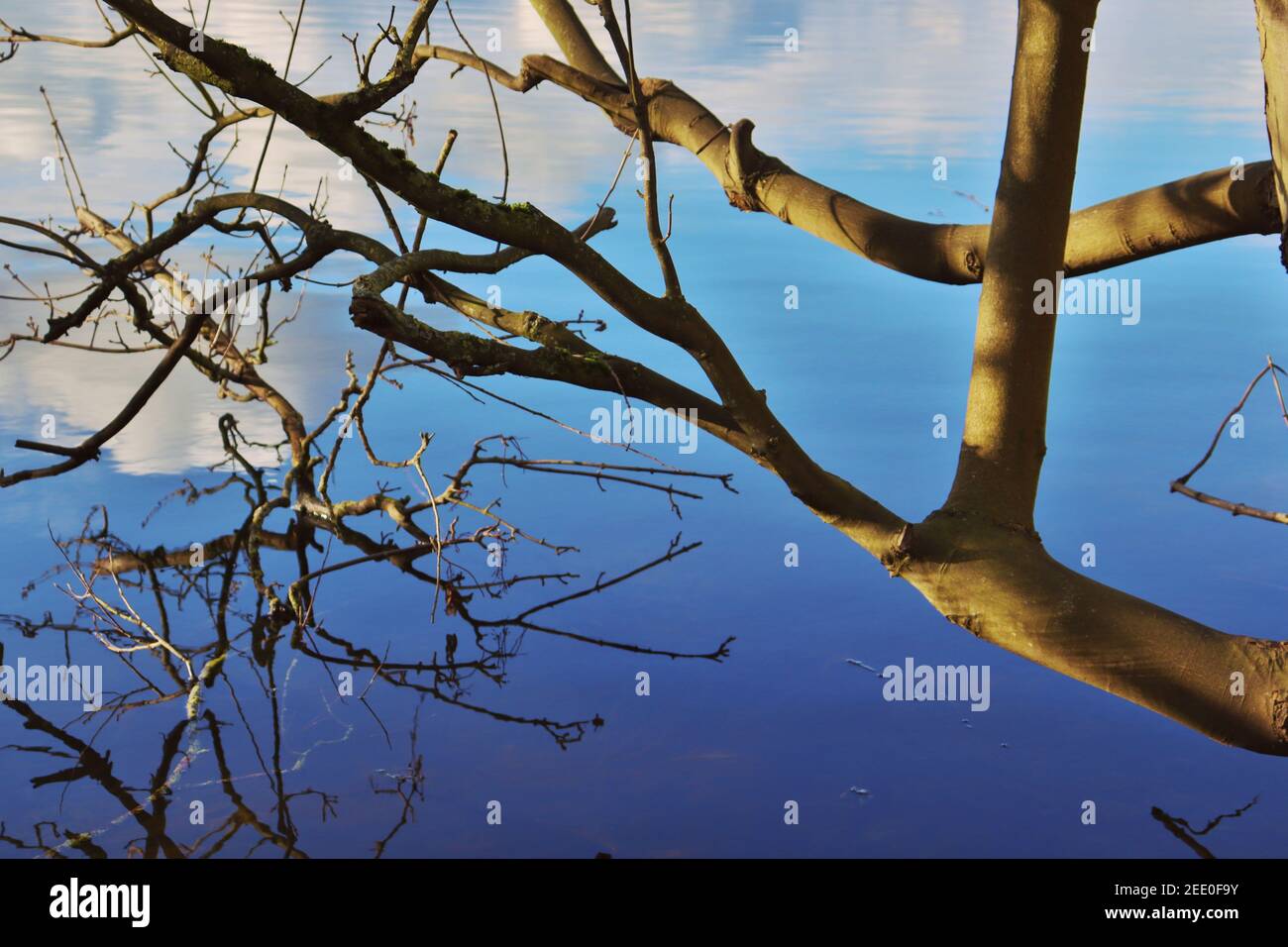 Tree reflection on lake Stock Photo - Alamy