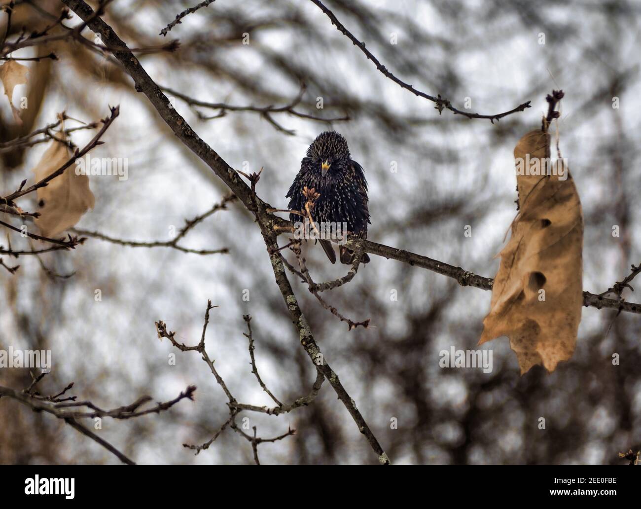 Common Starling, Sturnus vulgaris, with feathers puffed up due to the ...