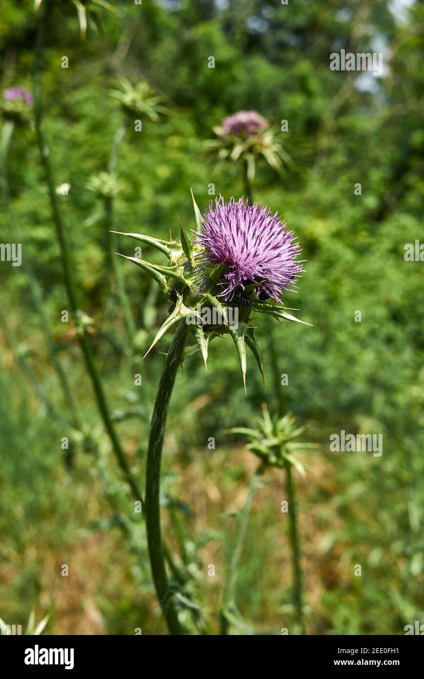 Marian thistle fruit hi-res stock photography and images - Alamy