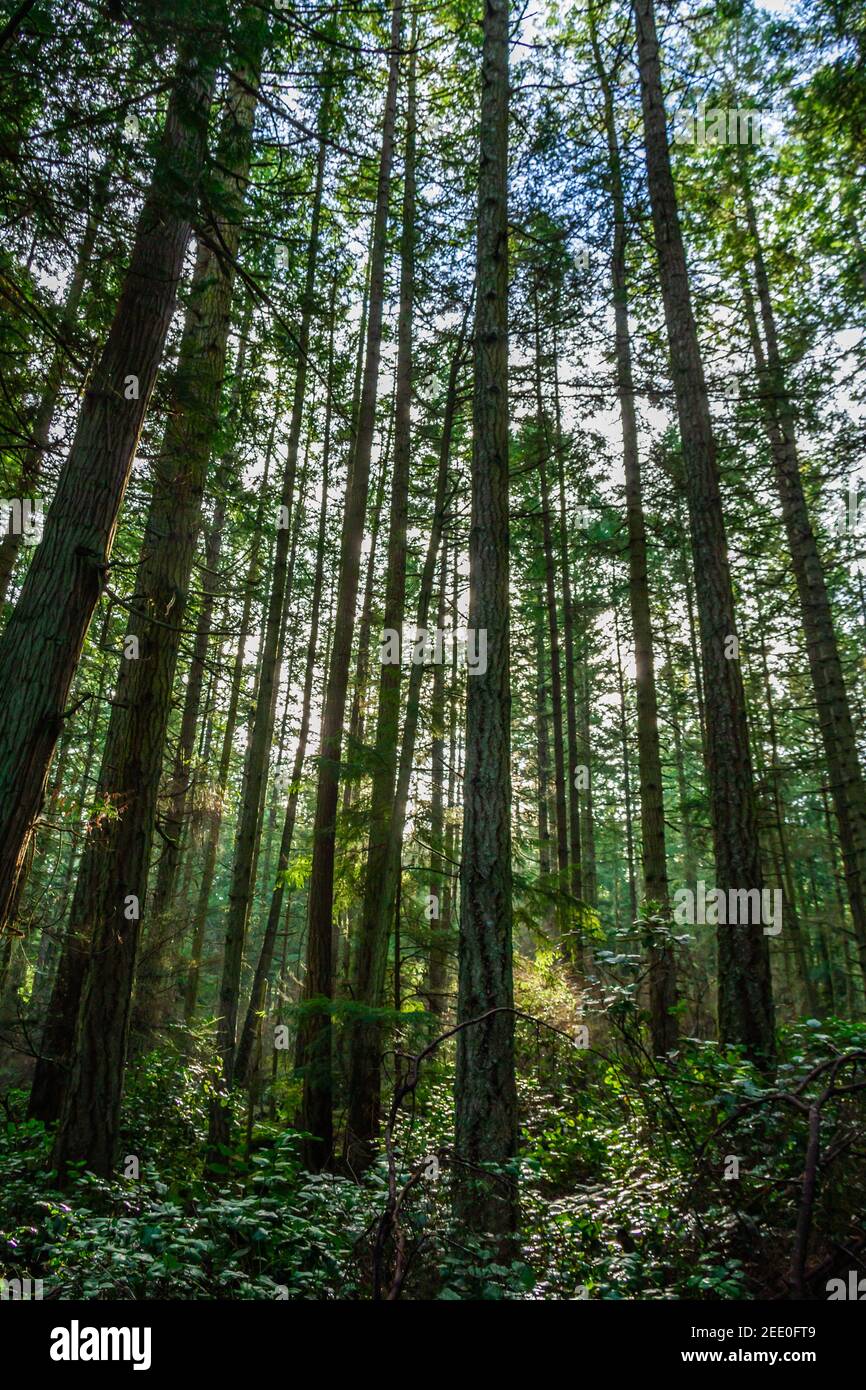 Densely growing trees hi-res stock photography and images - Alamy