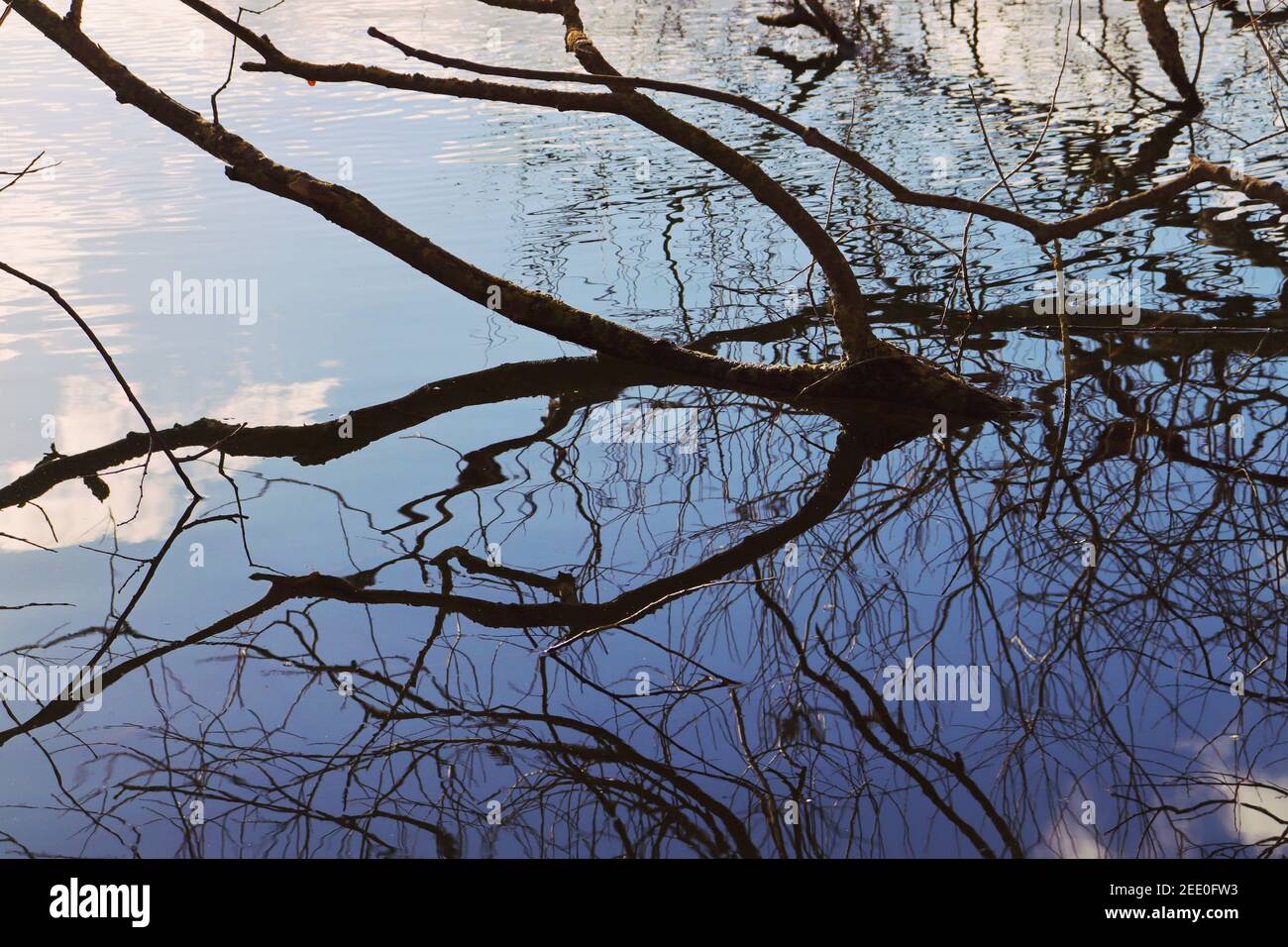 Tree reflection on lake Stock Photo - Alamy