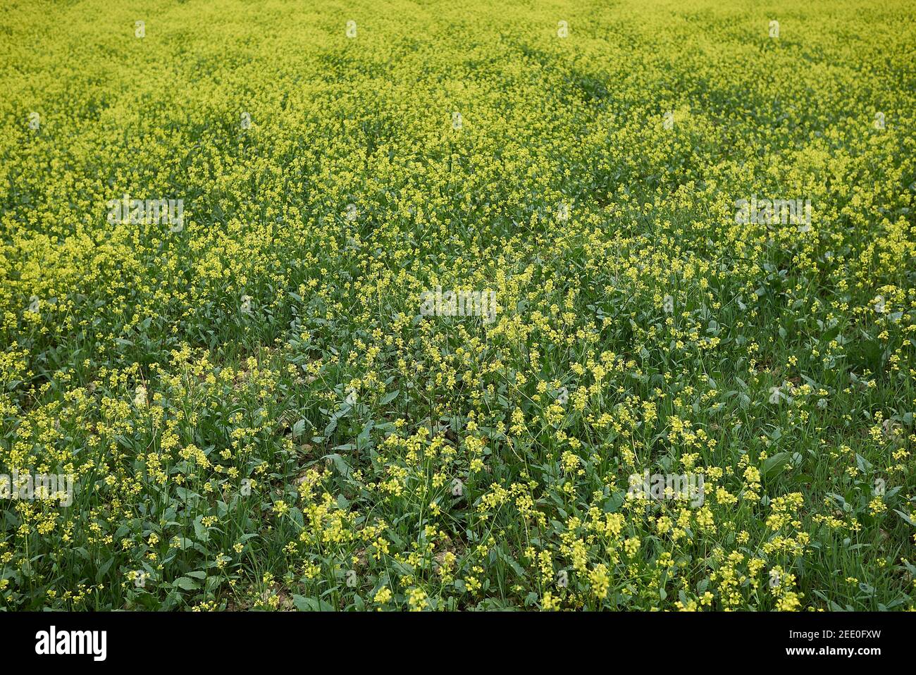 Charlock sinapis arvensis flower hi-res stock photography and images ...