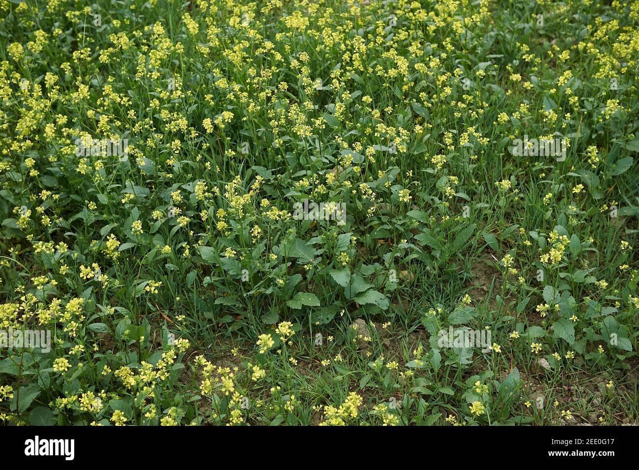 Charlock sinapis arvensis flower hi-res stock photography and images ...