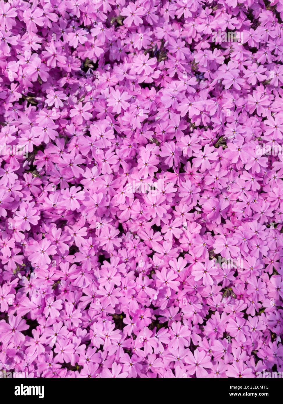 Pink Primula farinosa background, Bird's-eye Primrose flowers Stock ...