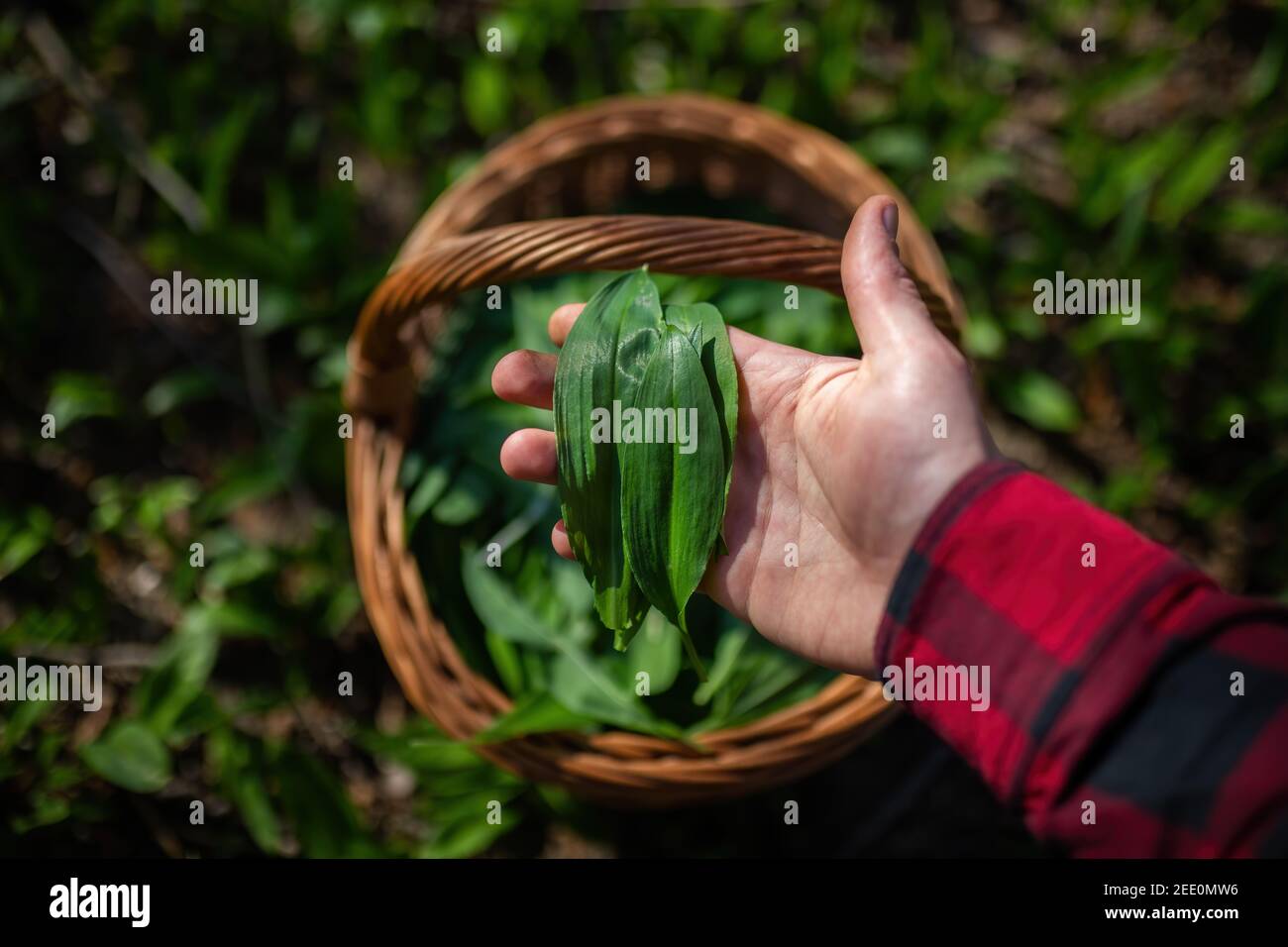 Human hand holding plucked leaves of buckram in spring nature Stock ...