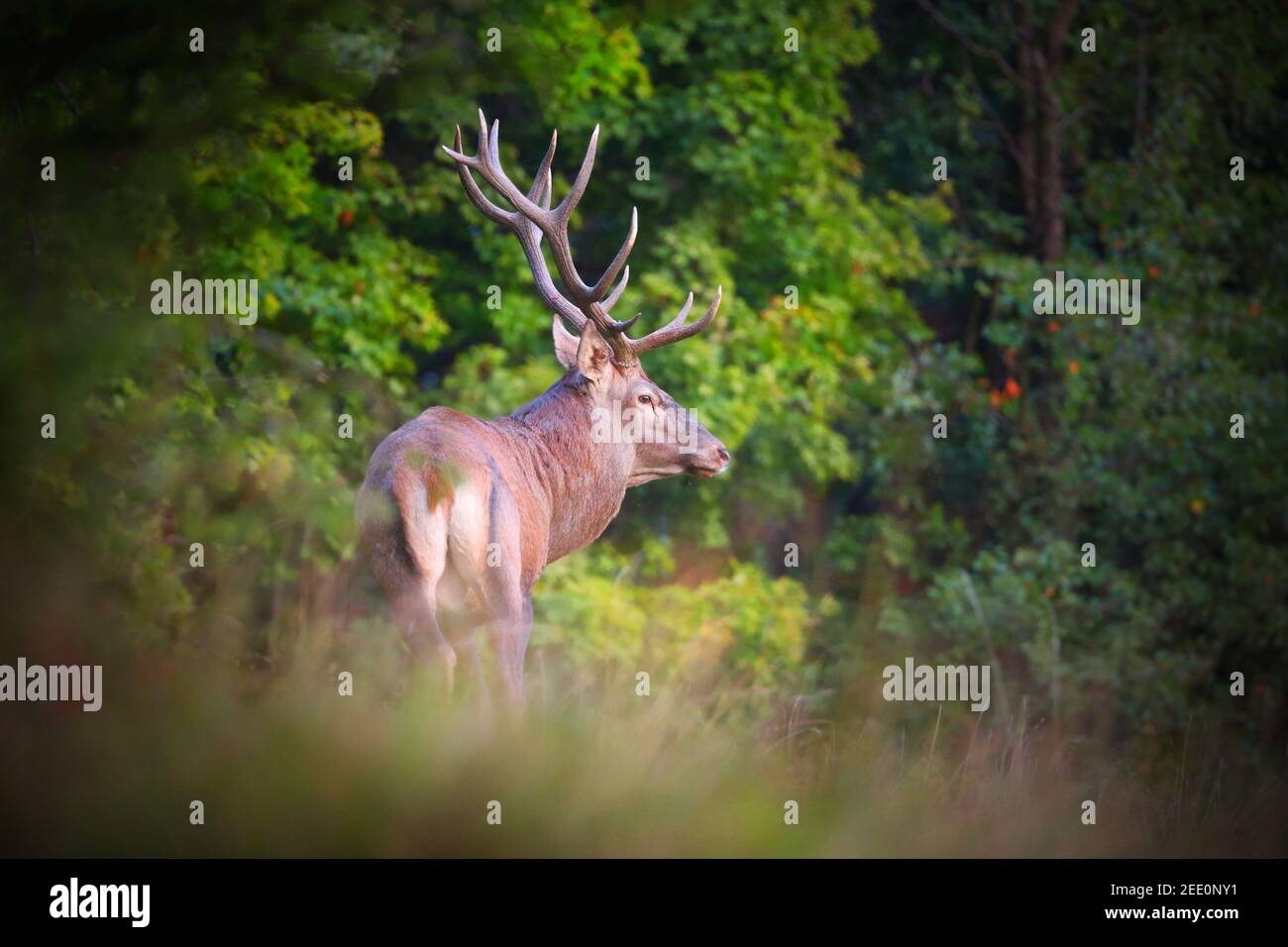 Back of stag hi-res stock photography and images - Alamy