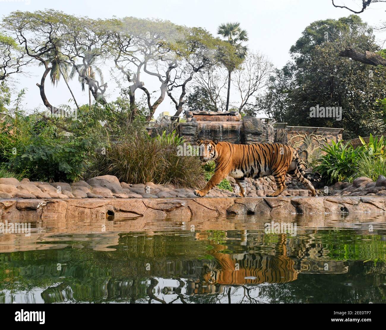 Mumbai, India. 15th Feb, 2021. Tiger walks near a pool of water inside ...