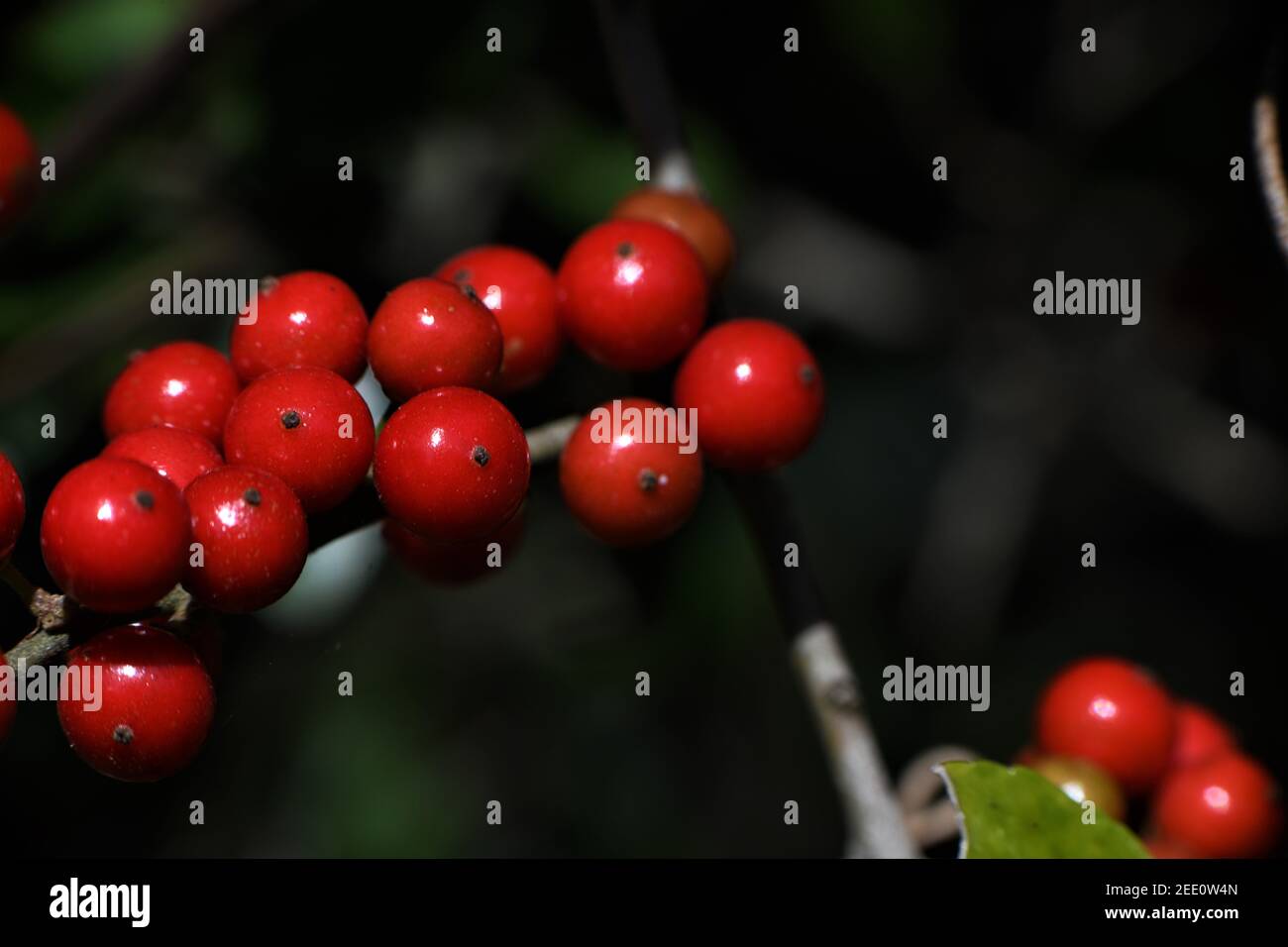 Cluster of red berries hi-res stock photography and images - Alamy
