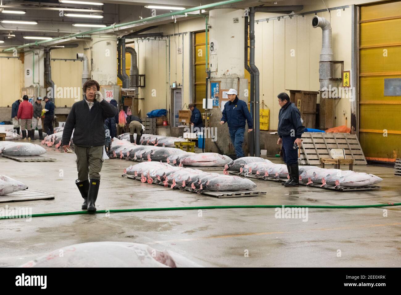 Tokyo, Japan - Jan 22 2016: Buyers at tuna auction in Tsukiji Fish ...