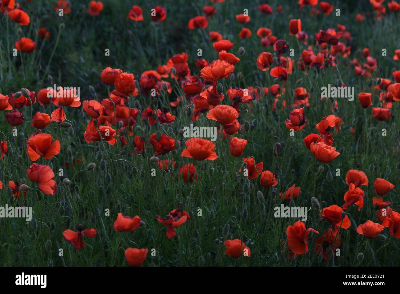 Agricultural fiels hi-res stock photography and images - Alamy