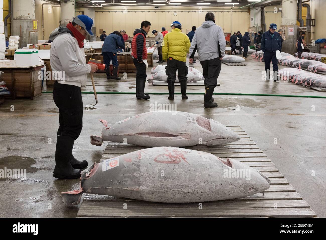 Tokyo, Japan - Jan 22 2016: Buyers at tuna auction in Tsukiji Fish ...