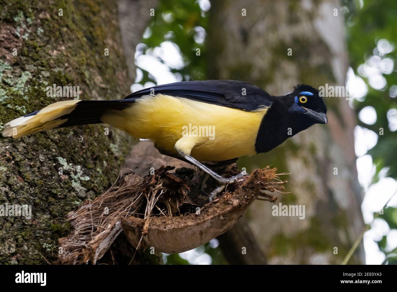 Plush-crested jay (Cyanocorax chrysops) perched in tree, corvid native ...