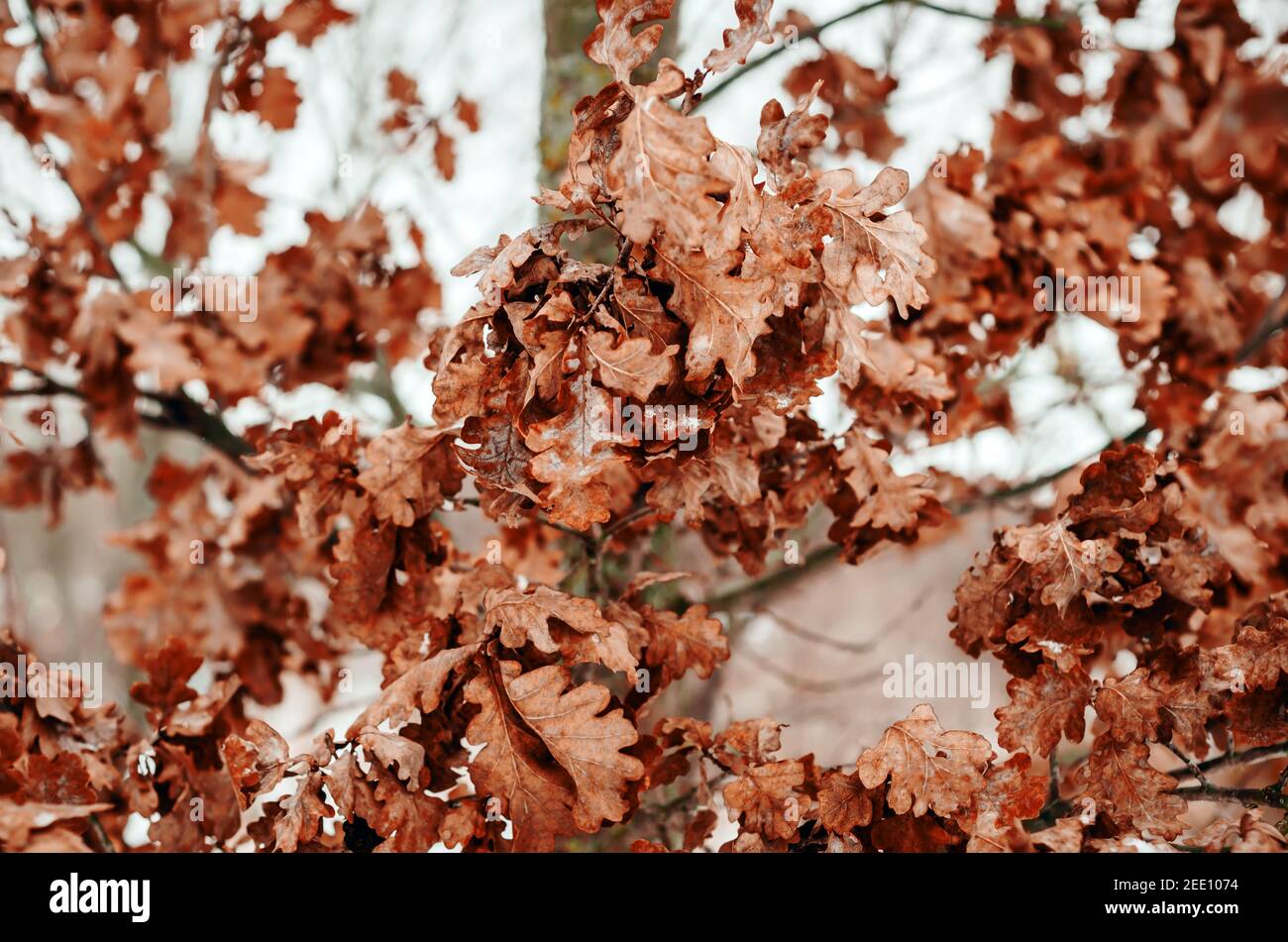 Dry oak leaves on oak branches on winter tree Stock Photo - Alamy Dry oak leaves on oak branches on winter tree Stock Photo - Alamy