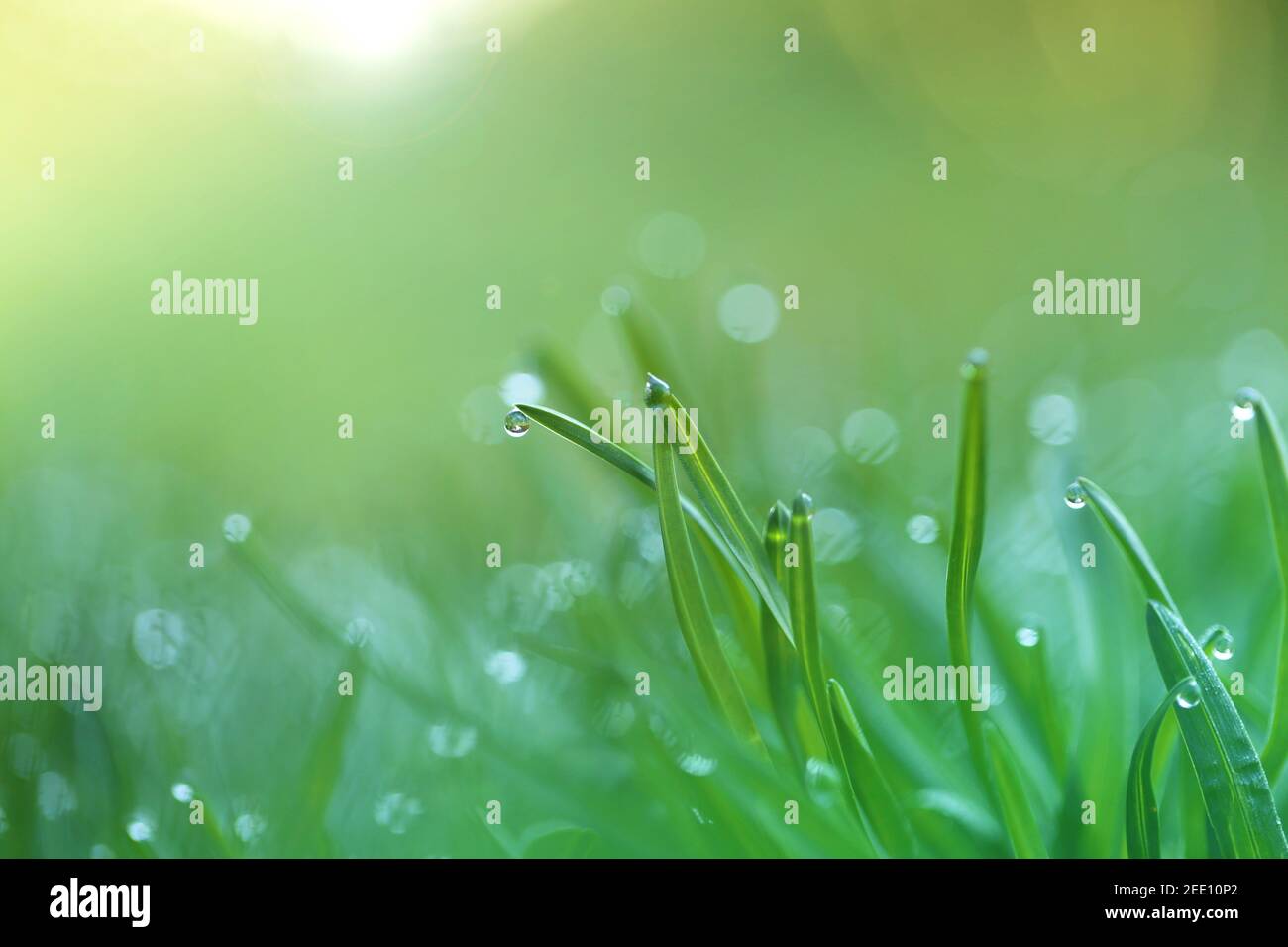 spring grass with water drops. natural backgrounds with green grass ...