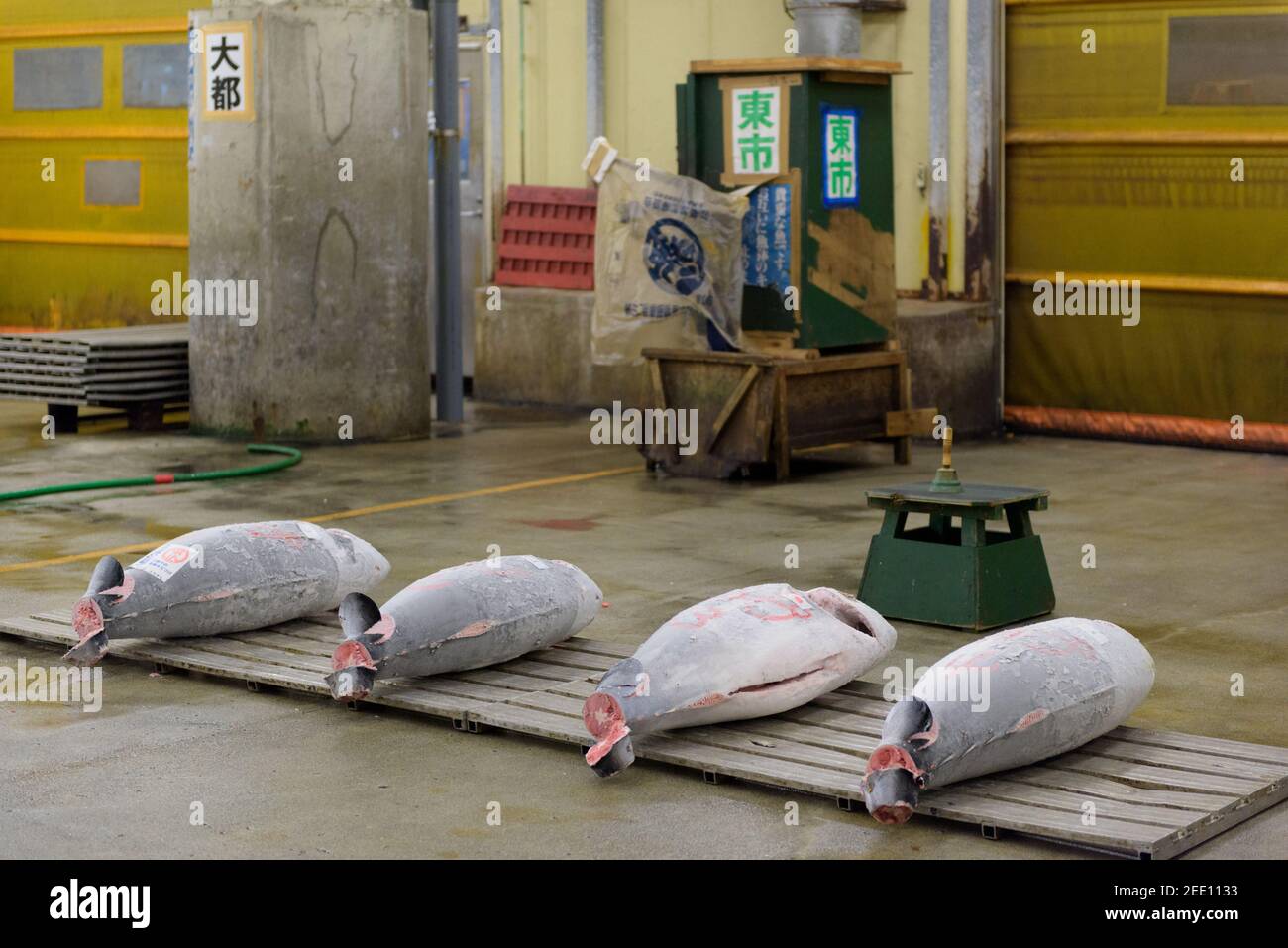 Tokyo, Japan - Jan 22 2016: Large frozen tuna fish on floor of ...