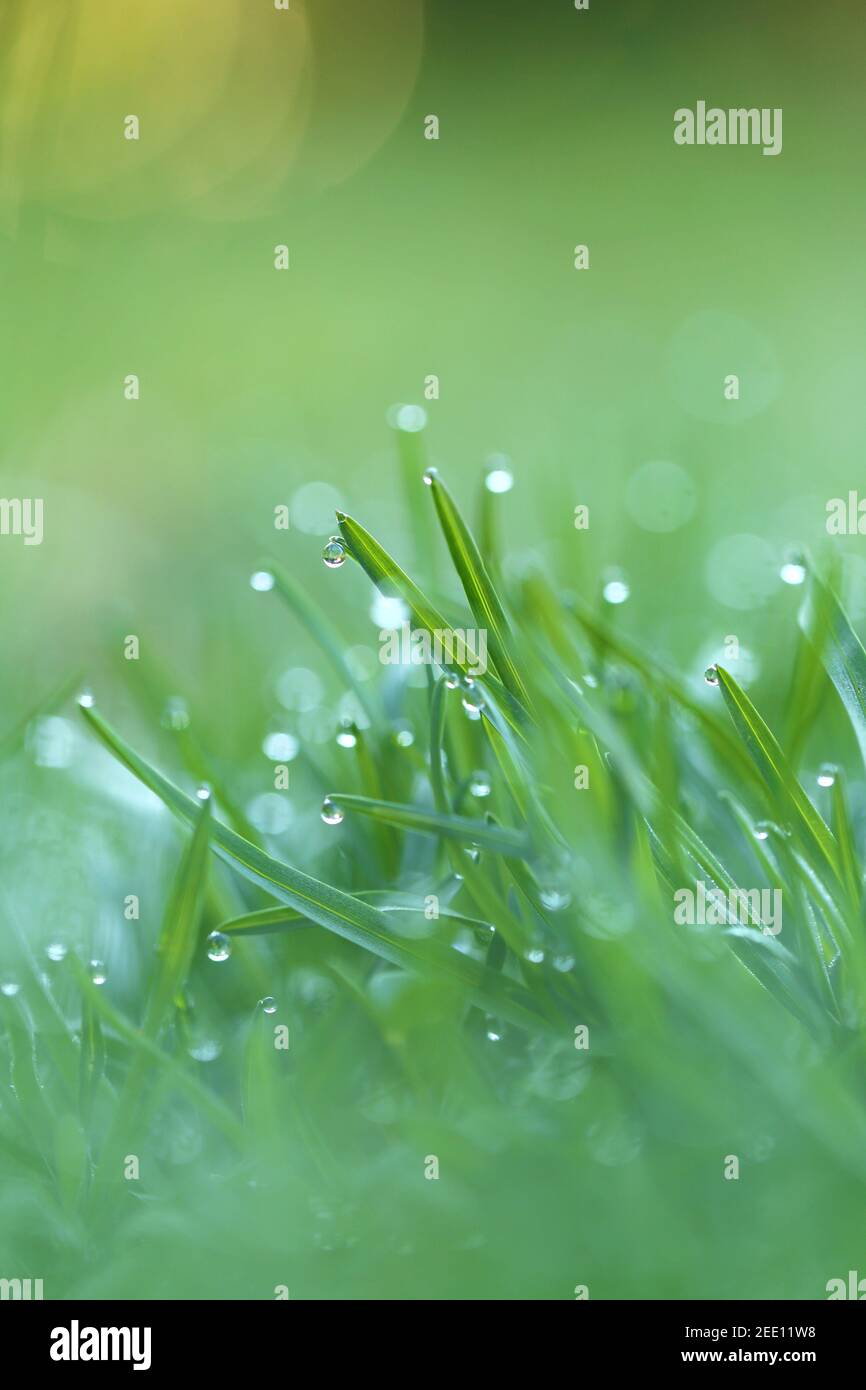 spring grass background. bright green grass with water drops. natural ...