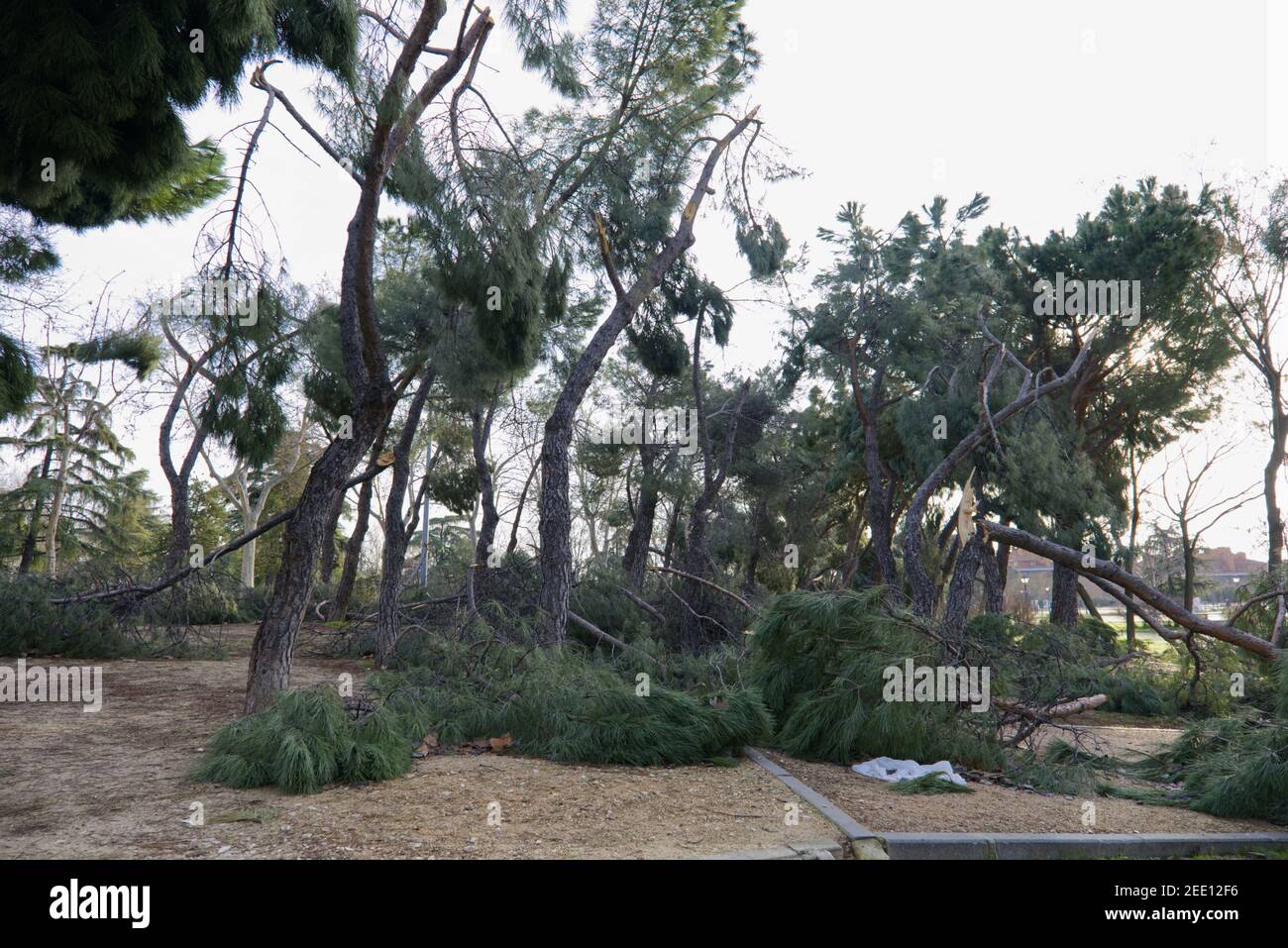 Fallen trees in the San Isidro park in Madrid after the snow storm ...