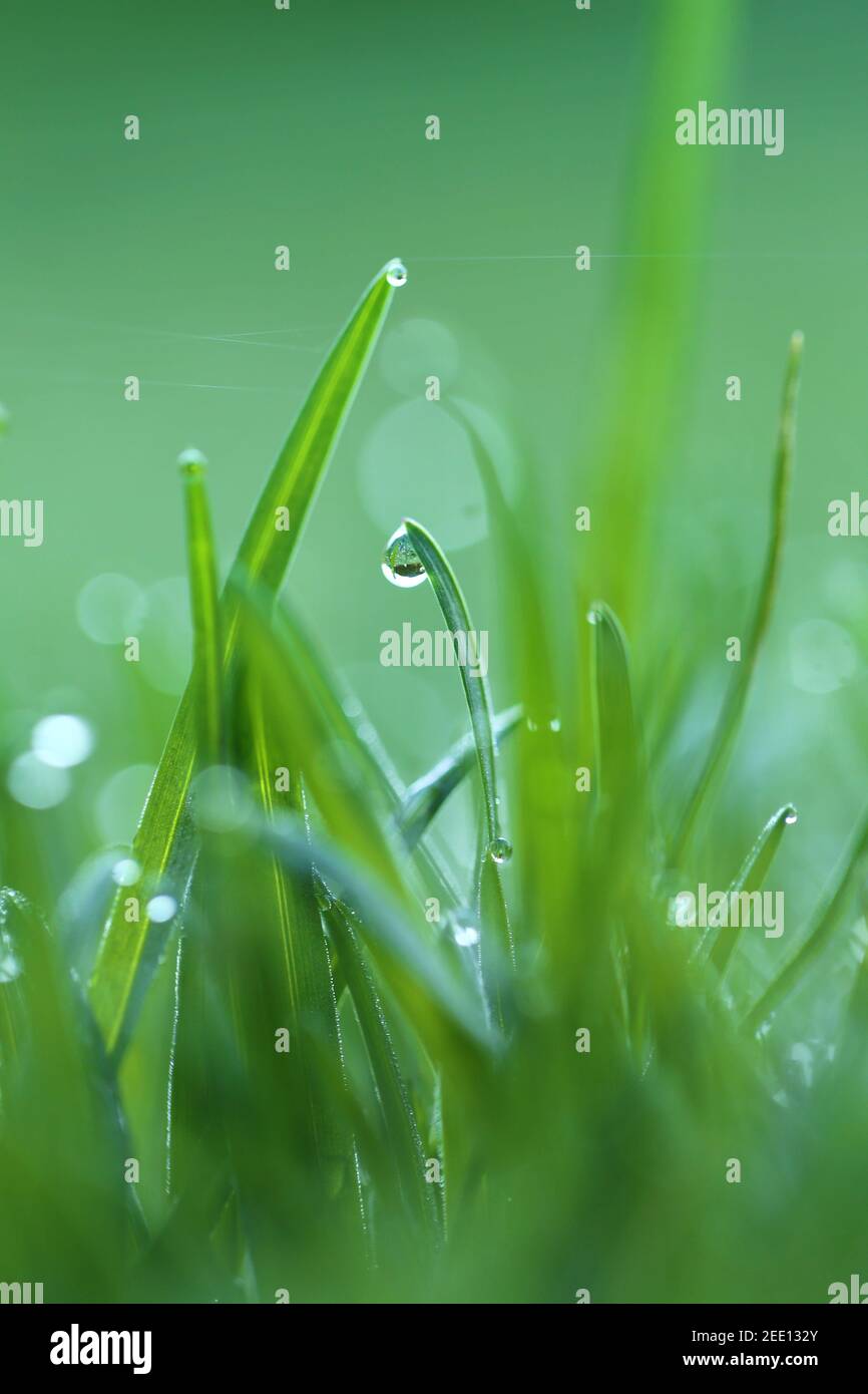 spring grass background.natural backgrounds with green grass. Stalks of ...
