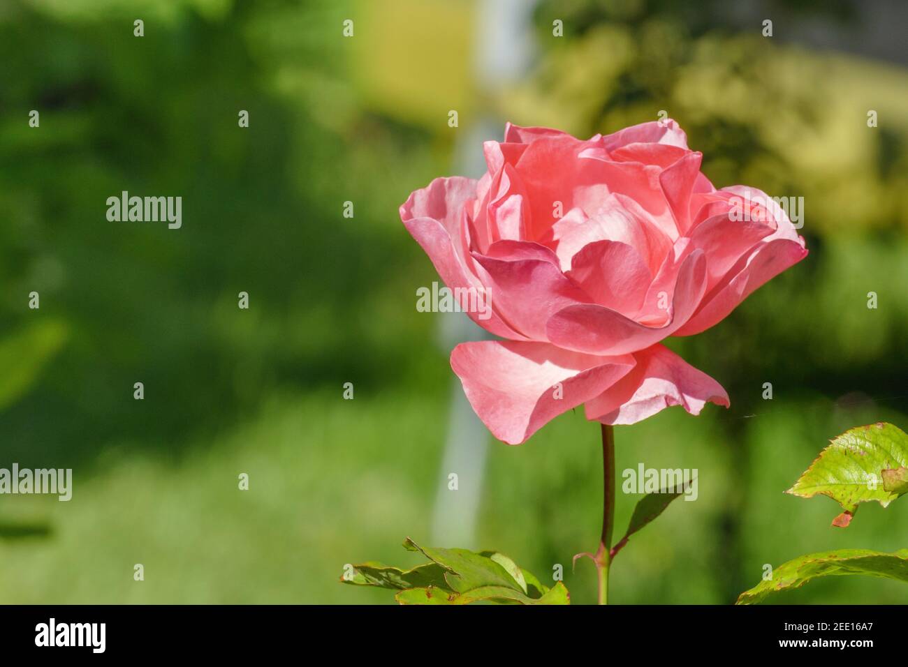 Pink roses flowers defocused hi-res stock photography and images - Alamy