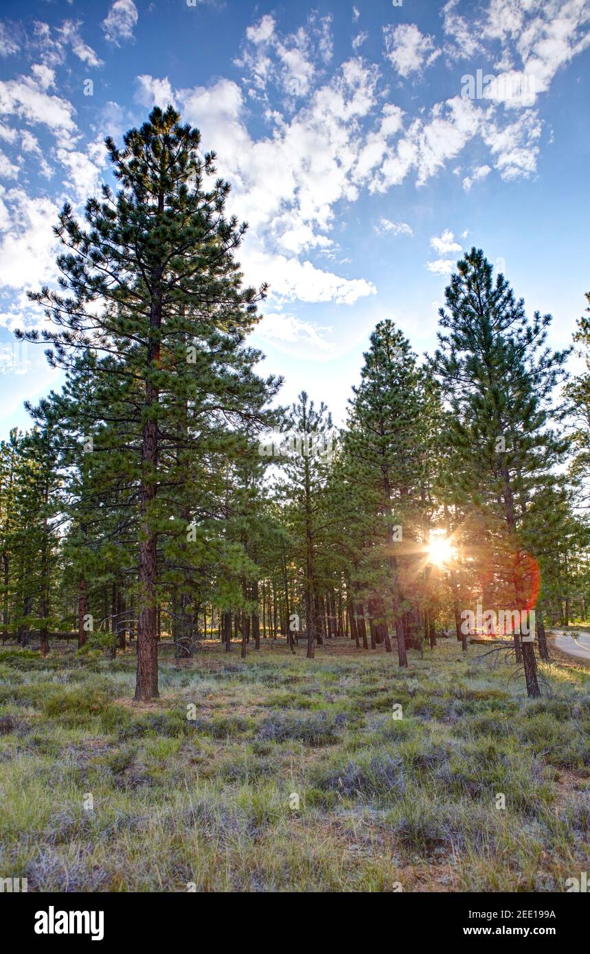 The forest in the Bryce Canyon National Park, Utah, United States Stock ...