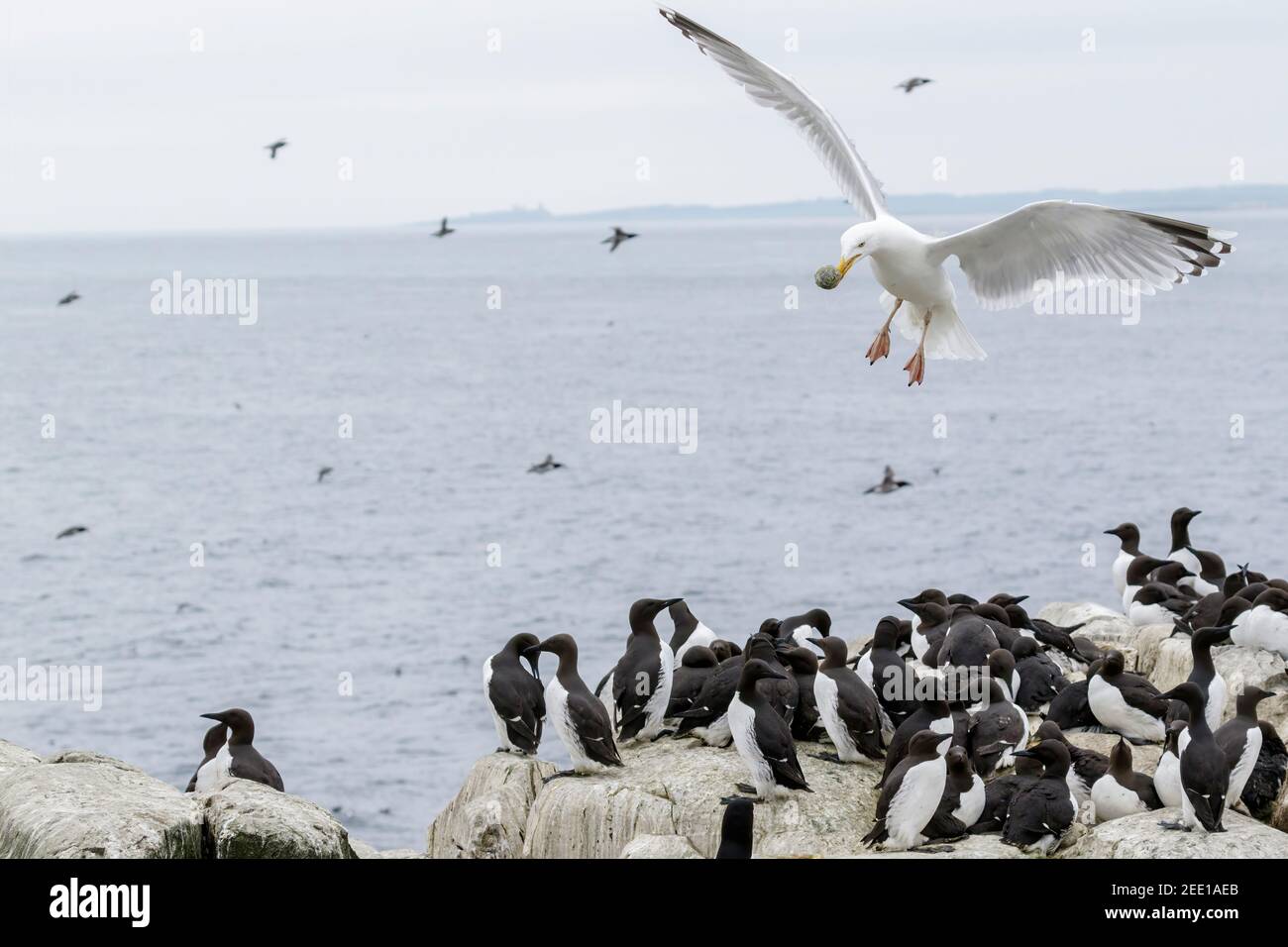 Guillemot eggs nest hi-res stock photography and images - Alamy