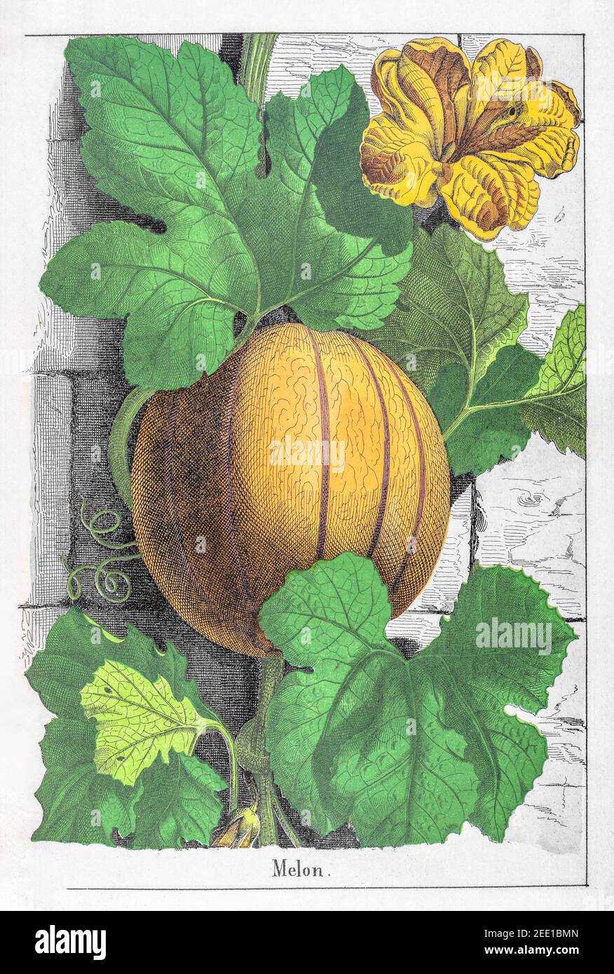 Digitally restored 19th century Victorian botanical illustration of ...