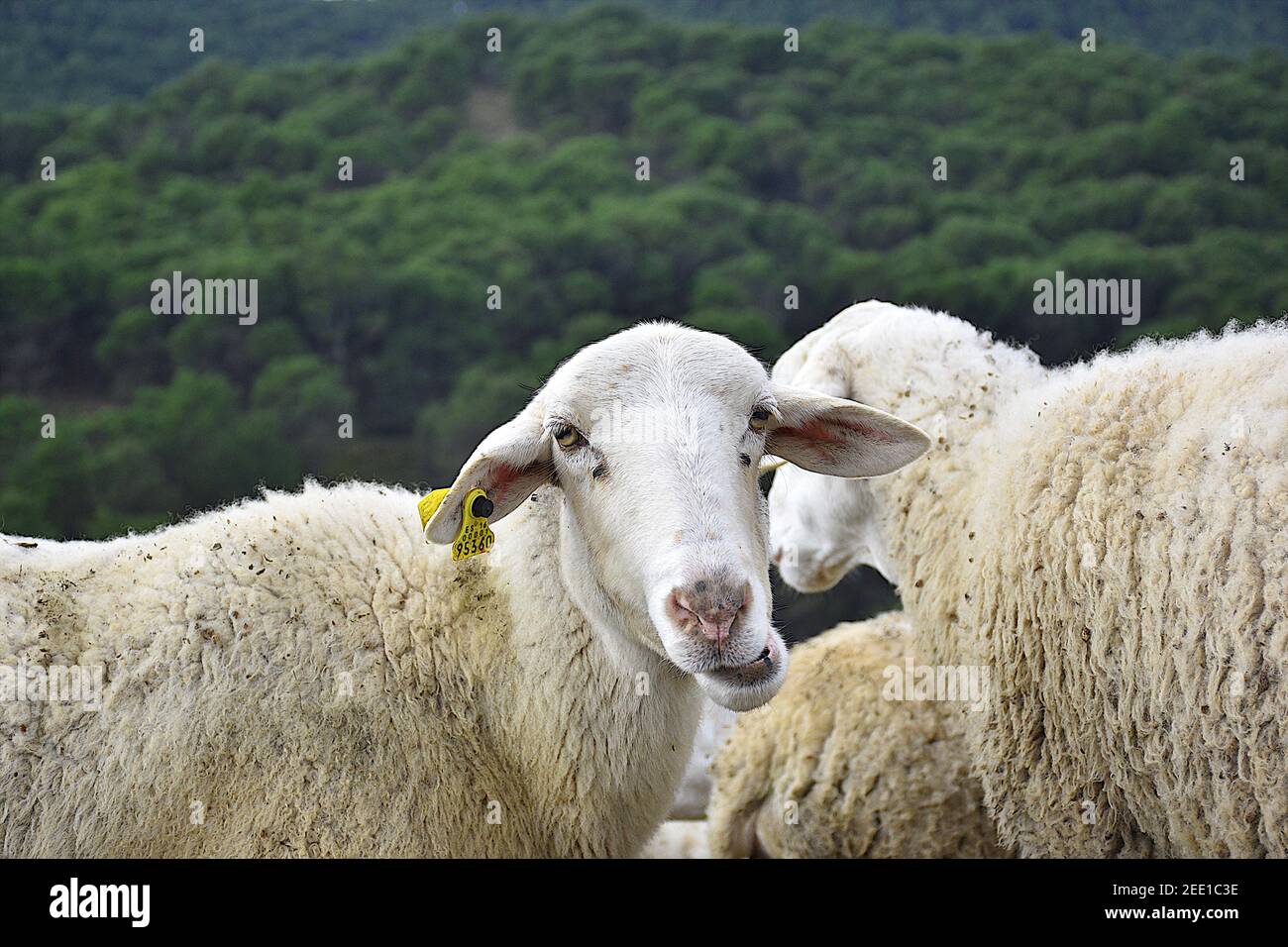 Portrait of white colored sheep chewing. Pine forest background in ...
