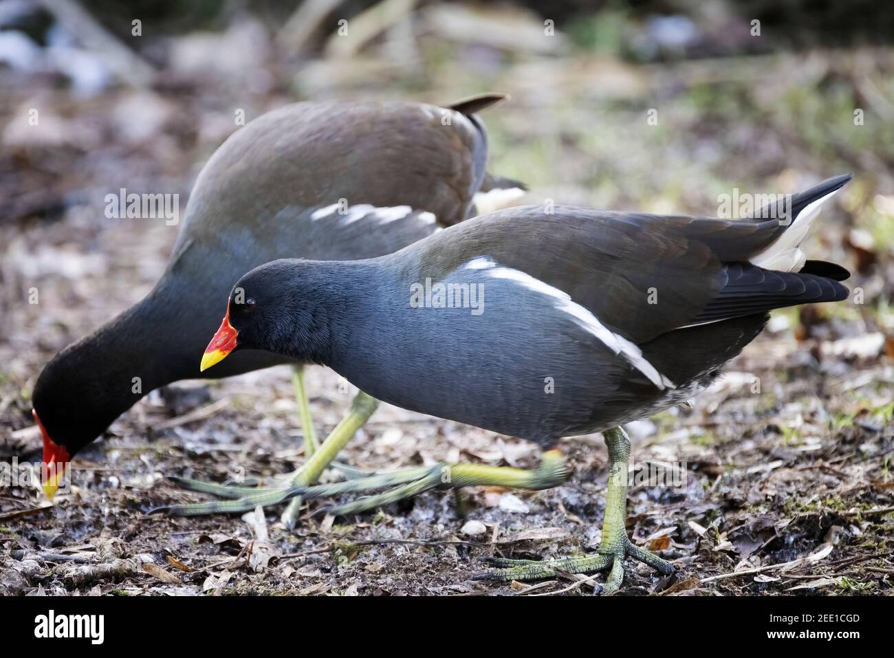Moorhen common british bird hi-res stock photography and images - Alamy