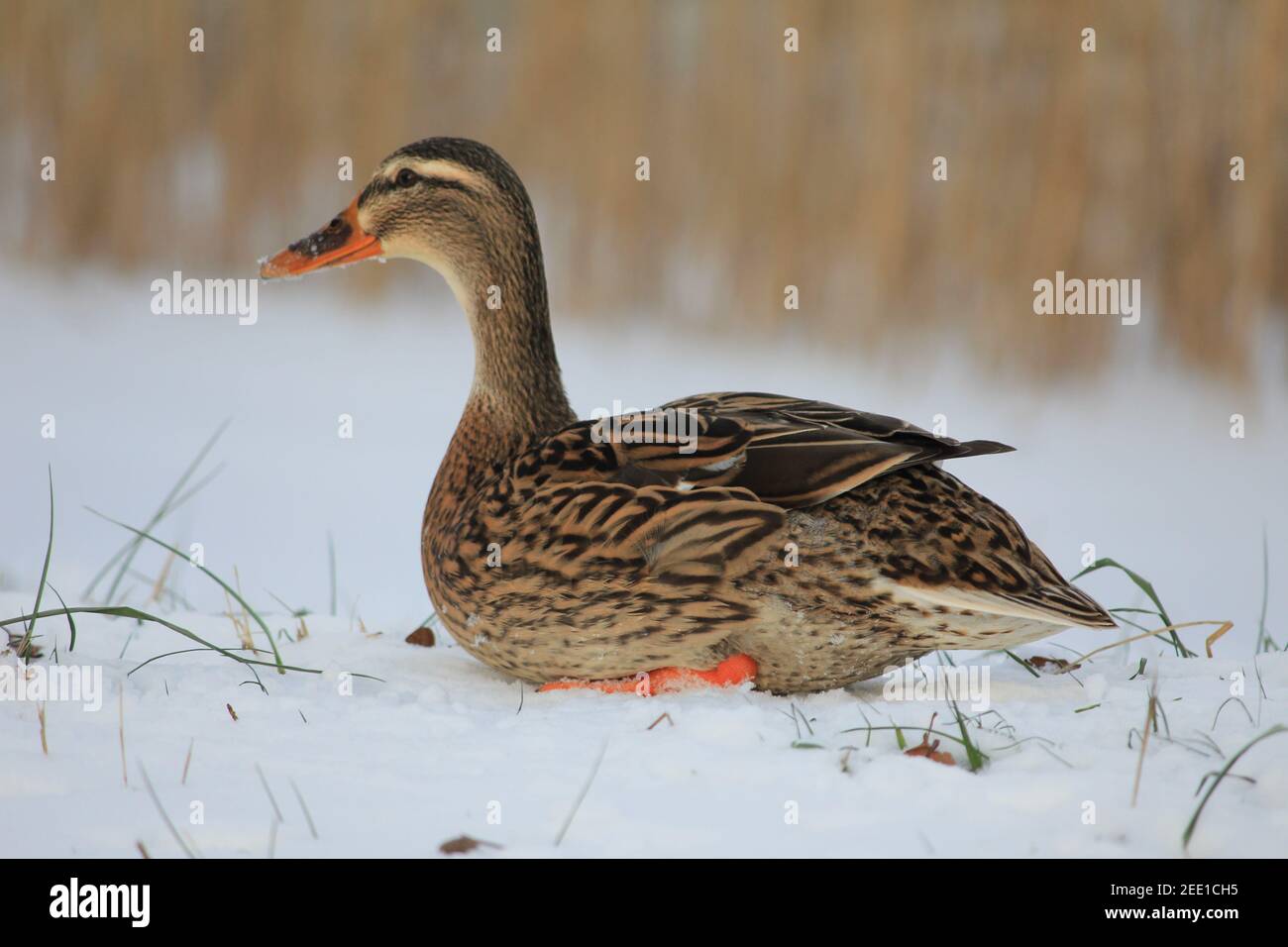 Ducks in citypark Staddijk in Nijmegen, the Netherlands Stock Photo - Alamy