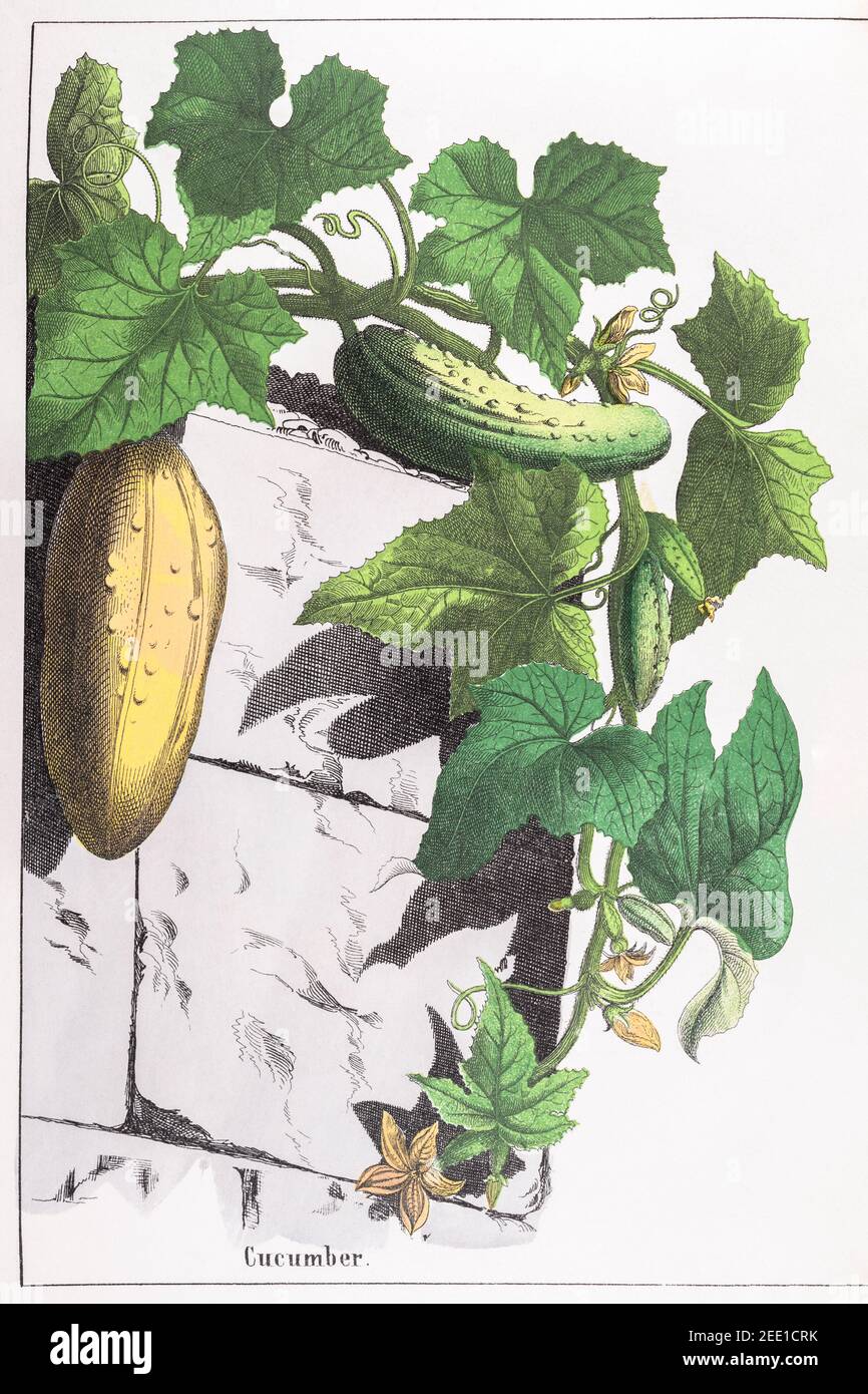 Digitally restored 19th century Victorian botanical illustration of ...