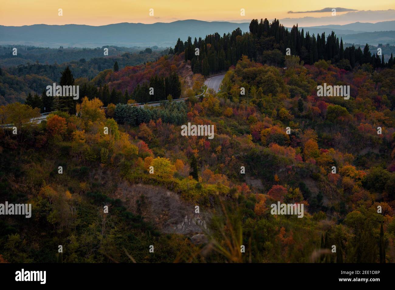 Graceful deciduous trees hi-res stock photography and images - Alamy