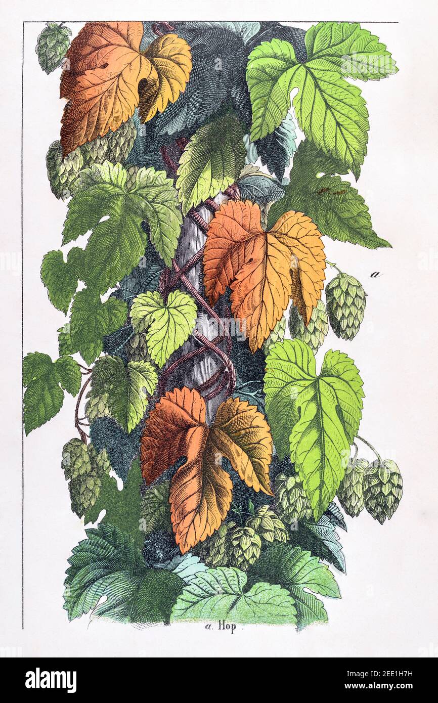 Hops Botanical Illustration