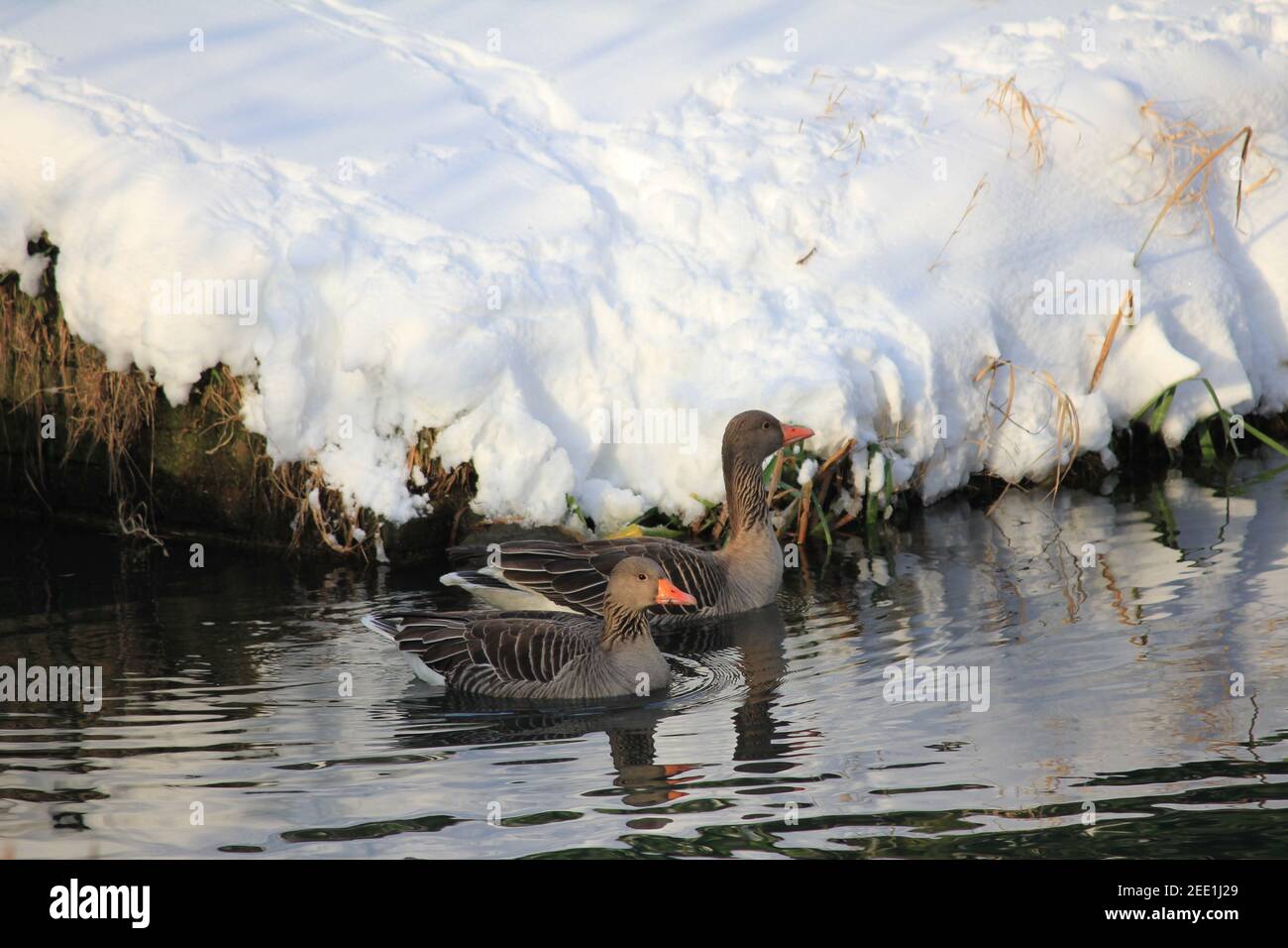 Goose nesting islands hi-res stock photography and images - Alamy