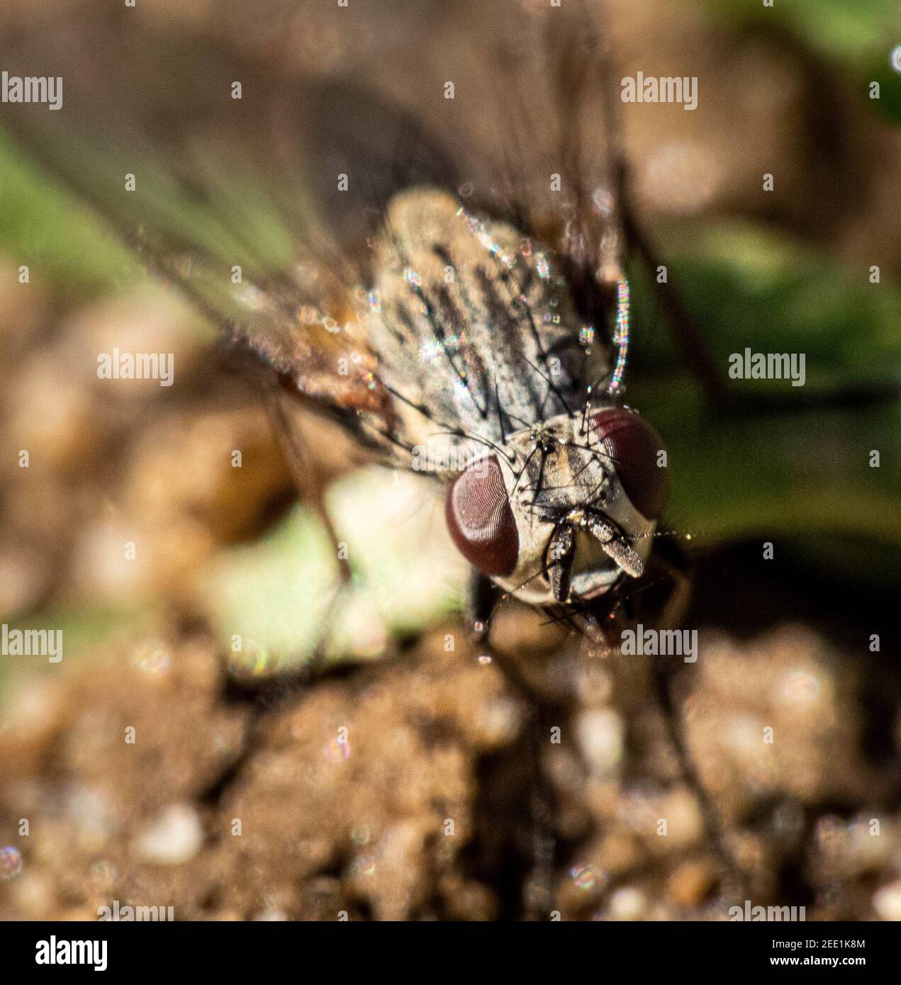 Selective focus of a fly on the ground Stock Photo - Alamy