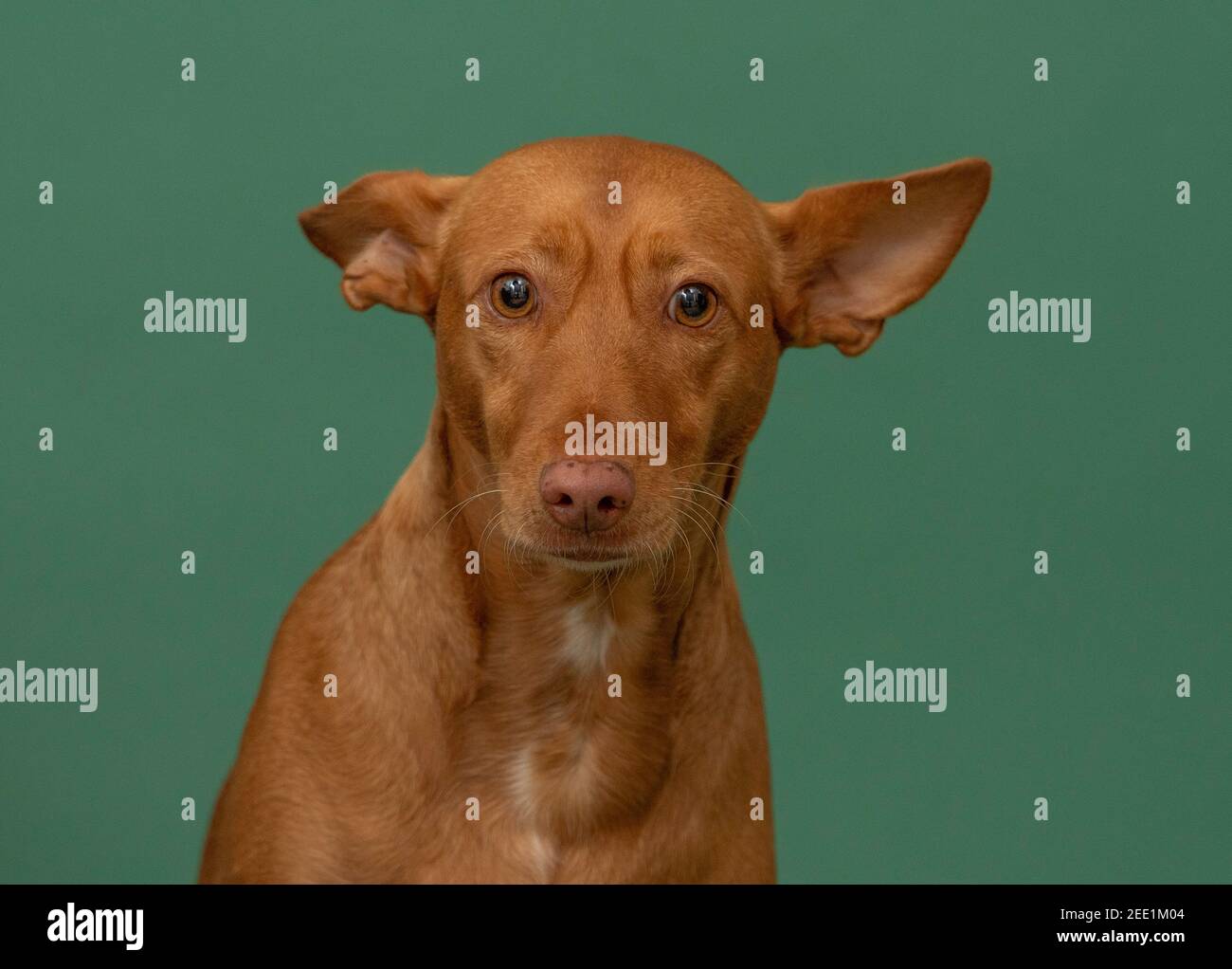 Beautiful rescue hi-res stock photography and images - Alamy