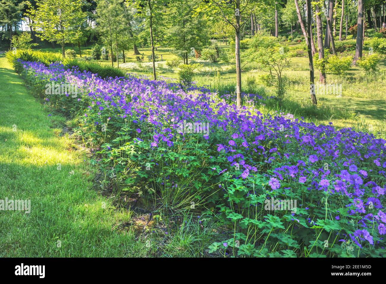 A beautiful bed of blue flowers along the road Stock Photo - Alamy