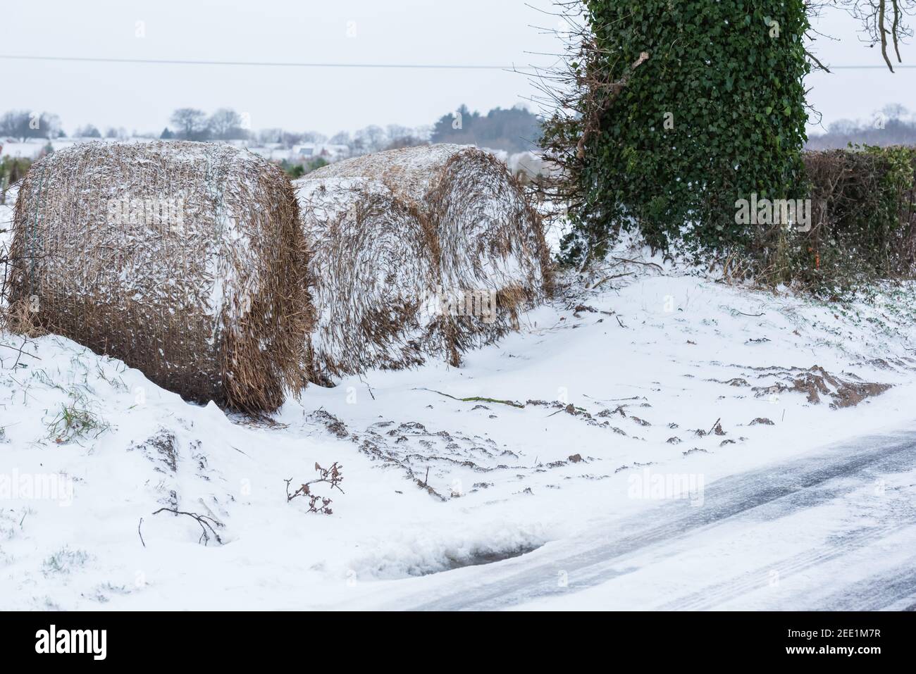 Round hay bales and snow blocking field entrance, Norfolk i February ...