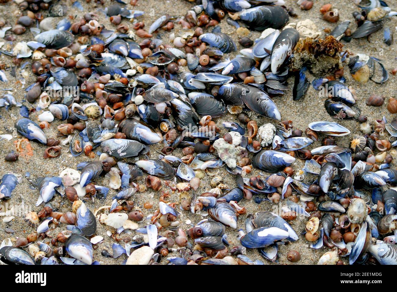 Pile of snail shells hi-res stock photography and images - Alamy